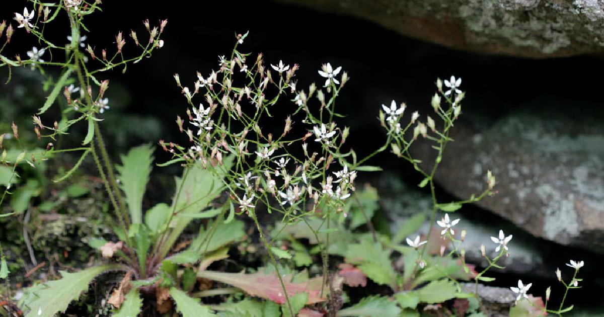 The Poetry of Things (in DBpedia) · Rebecca Sutton Koeser